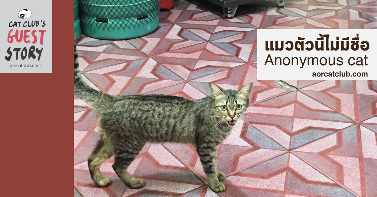Anonymous cat แมวนิรนาม – aorcatclub