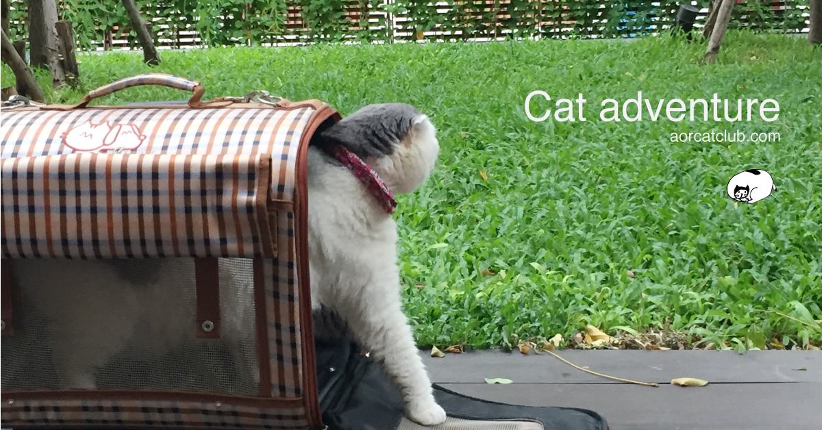 Cat adventure ก้าวแรกในโลกกว้าง – aorcatclub